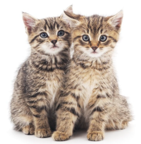 5 Reasons Why Why Adopting Two Cats is Better Than One - Best-In-Class ...